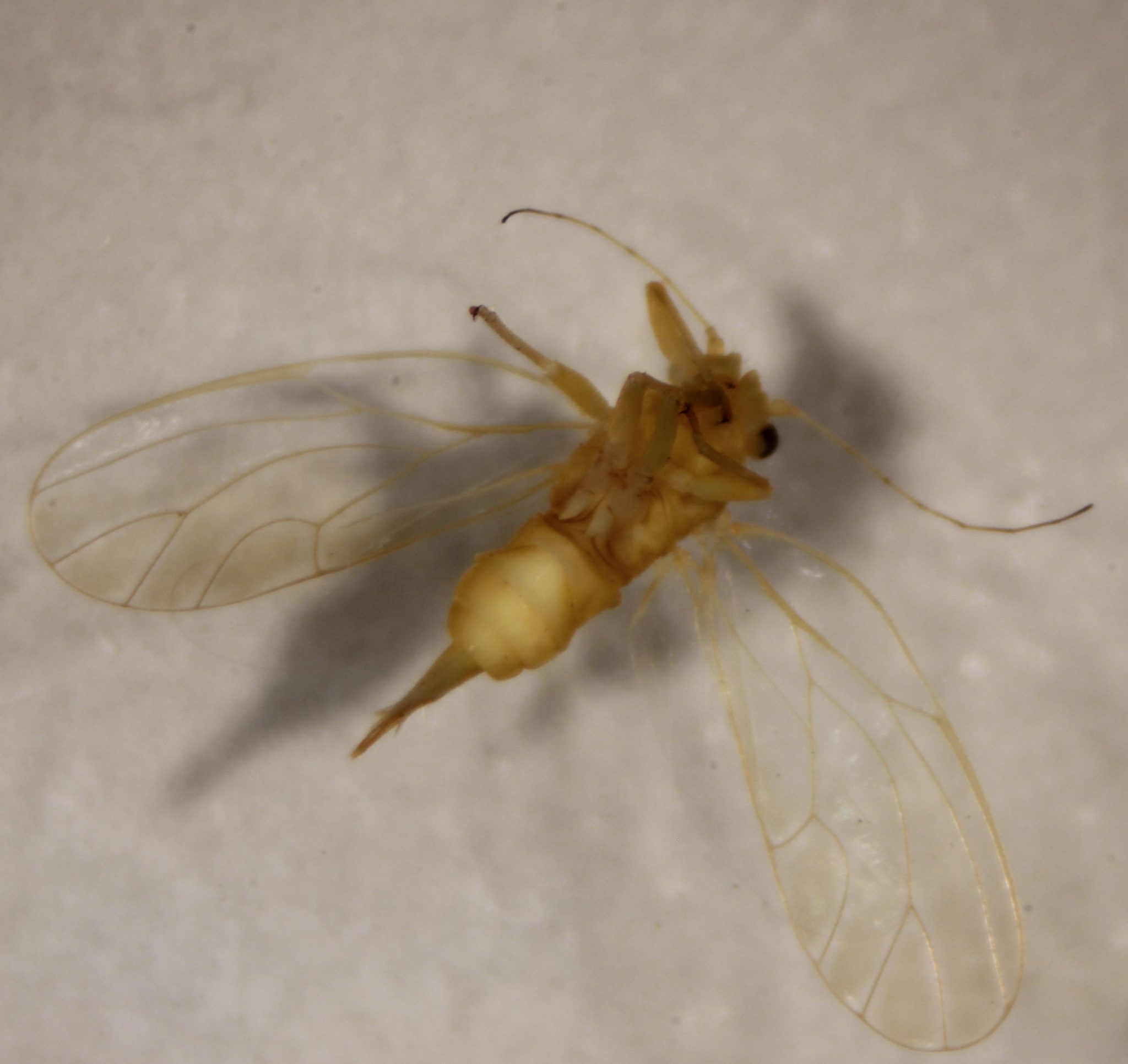 Hemiptera – Sternorrhyncha – UNBC BIOL 322, Entomology