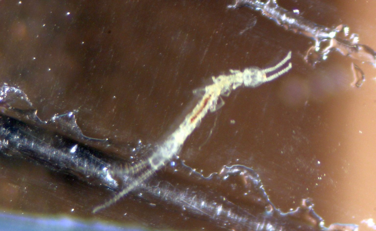 Entognatha – UNBC BIOL 322, Entomology