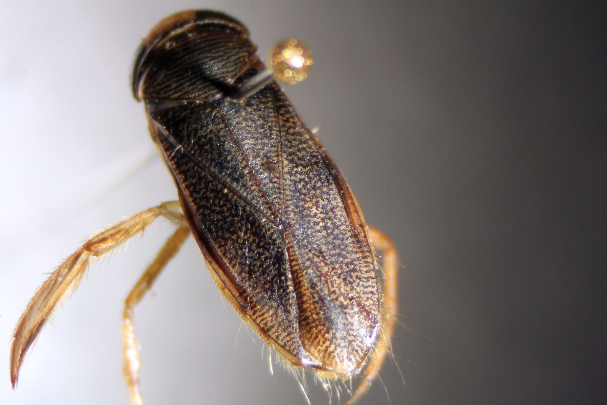 Hemiptera – Heteroptera – Aquatic Families – UNBC BIOL 322, Entomology