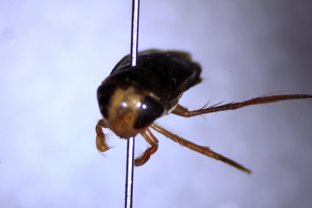 Hemiptera – Heteroptera – Aquatic Families – UNBC BIOL 322, Entomology