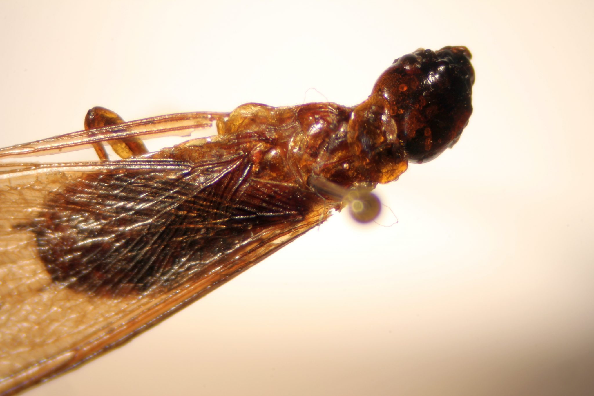 Blattodea – UNBC BIOL 322, Entomology