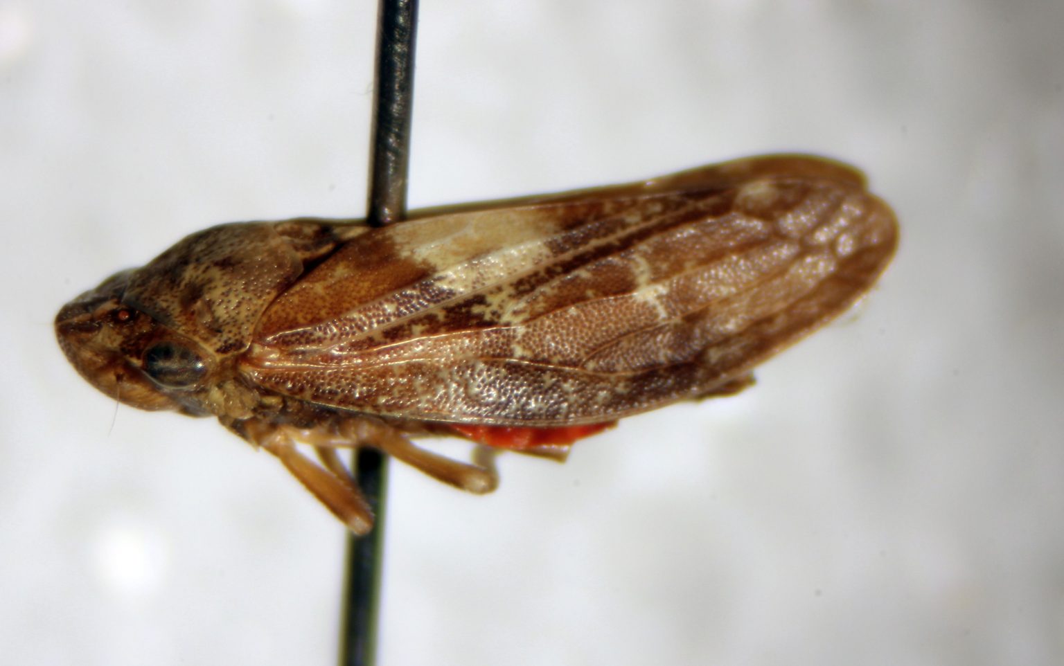 Hemiptera – Auchenorrhyncha – UNBC BIOL 322, Entomology