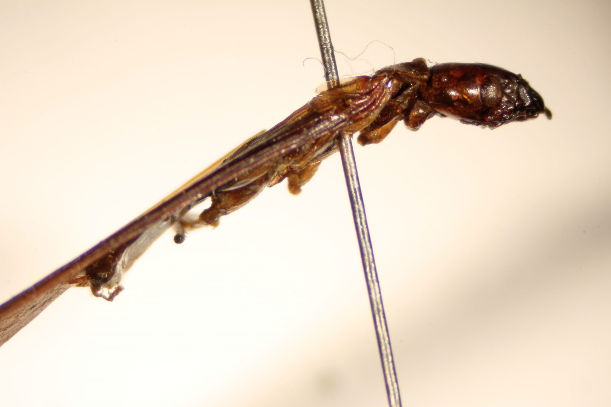 Blattodea – UNBC BIOL 322, Entomology