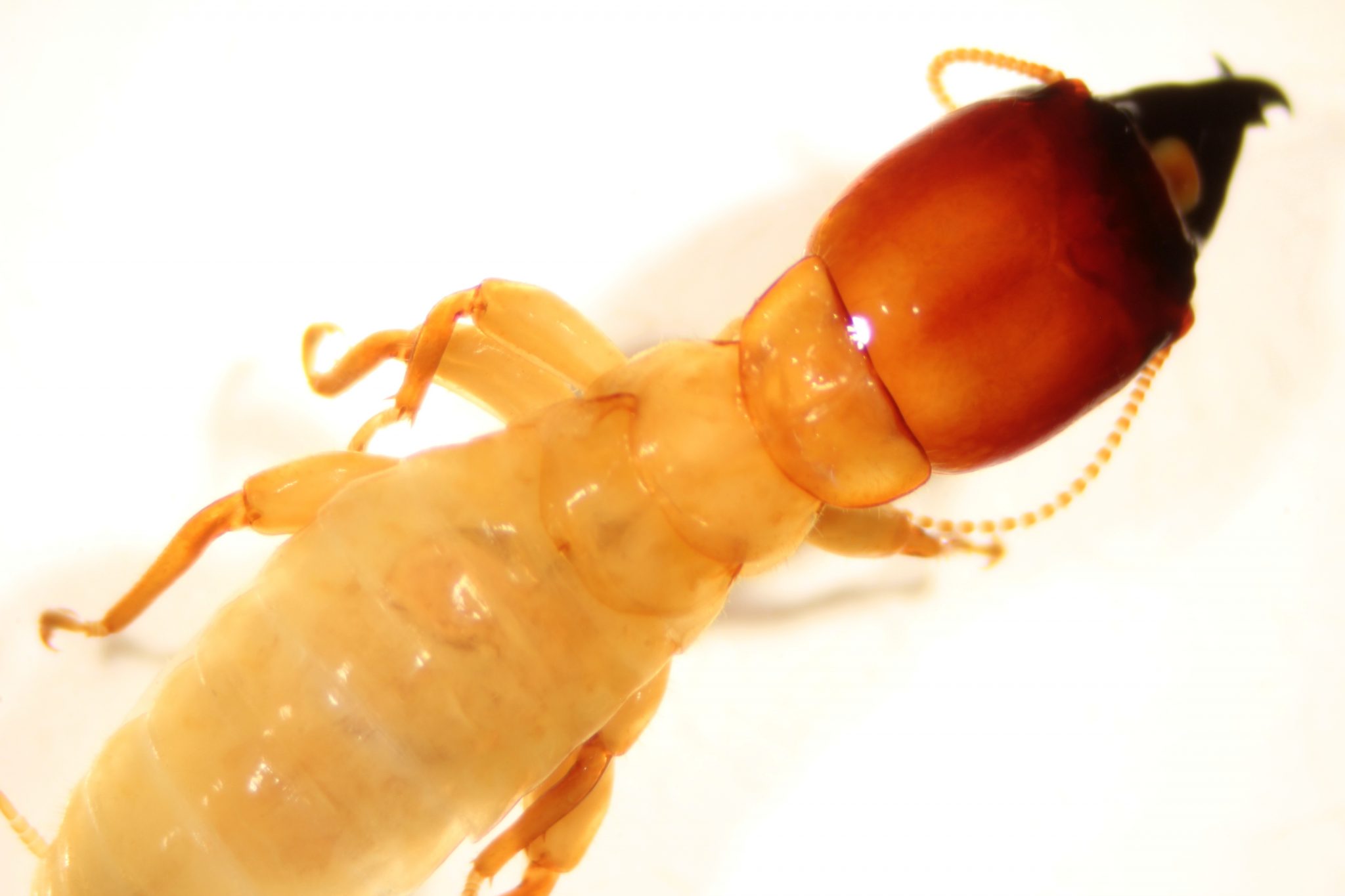 Blattodea – UNBC BIOL 322, Entomology