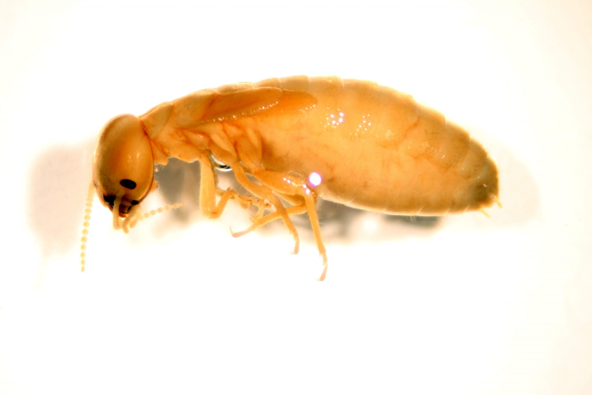 Blattodea – UNBC BIOL 322, Entomology