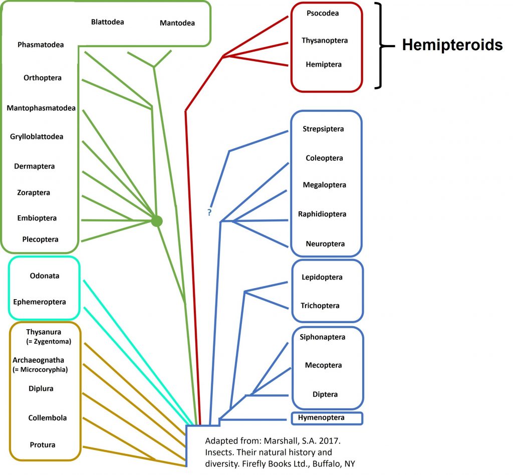 Introduction – UNBC BIOL 322, Entomology