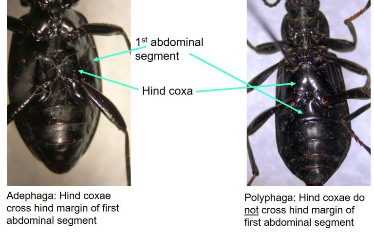 Coleoptera – Introduction – UNBC BIOL 322, Entomology