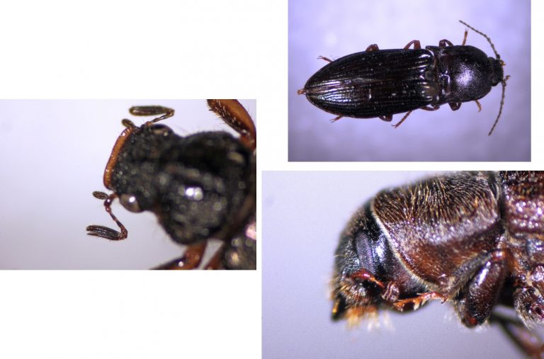 Coleoptera – Introduction – UNBC BIOL 322, Entomology