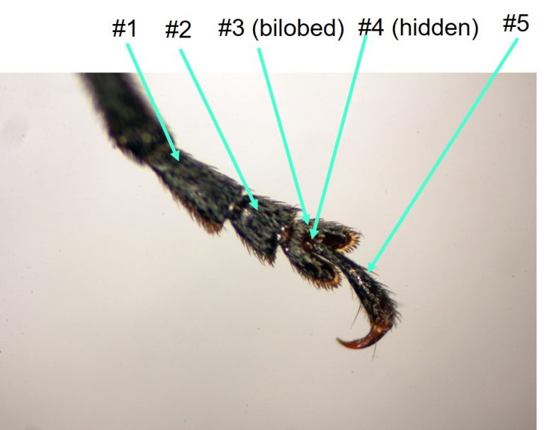 Coleoptera – Introduction – UNBC BIOL 322, Entomology