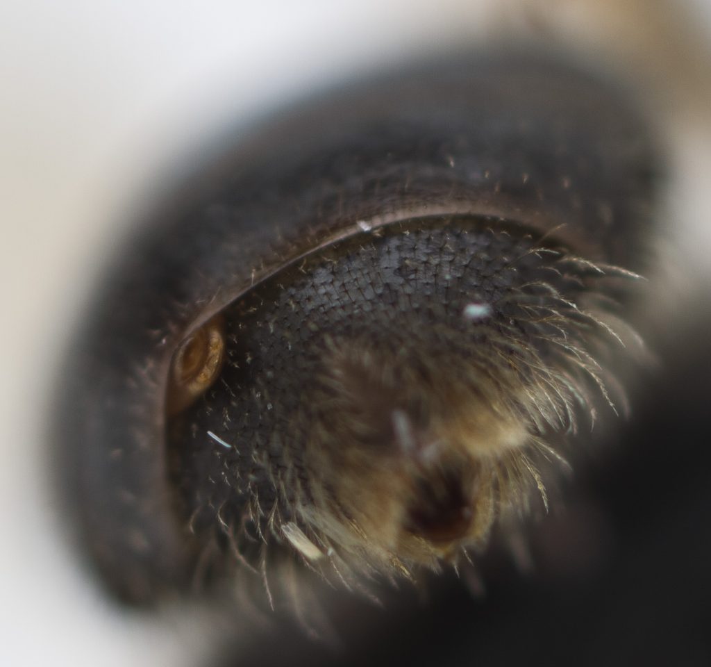Strepsiptera – UNBC BIOL 322, Entomology