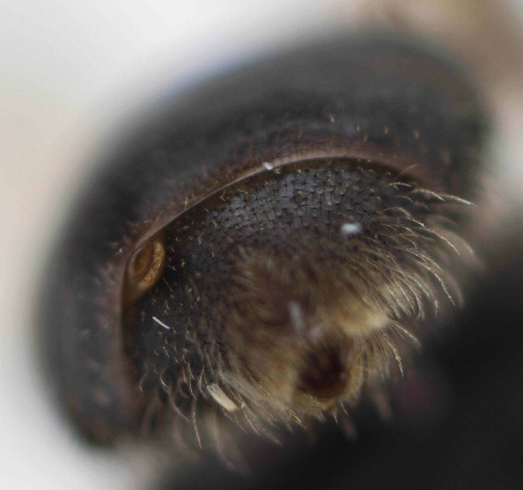 Strepsiptera – UNBC BIOL 322, Entomology