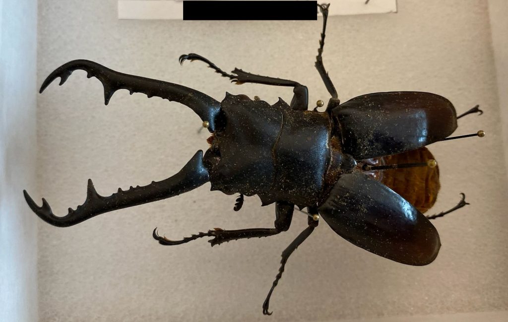 Coleoptera – Polyphaga I – UNBC BIOL 322, Entomology