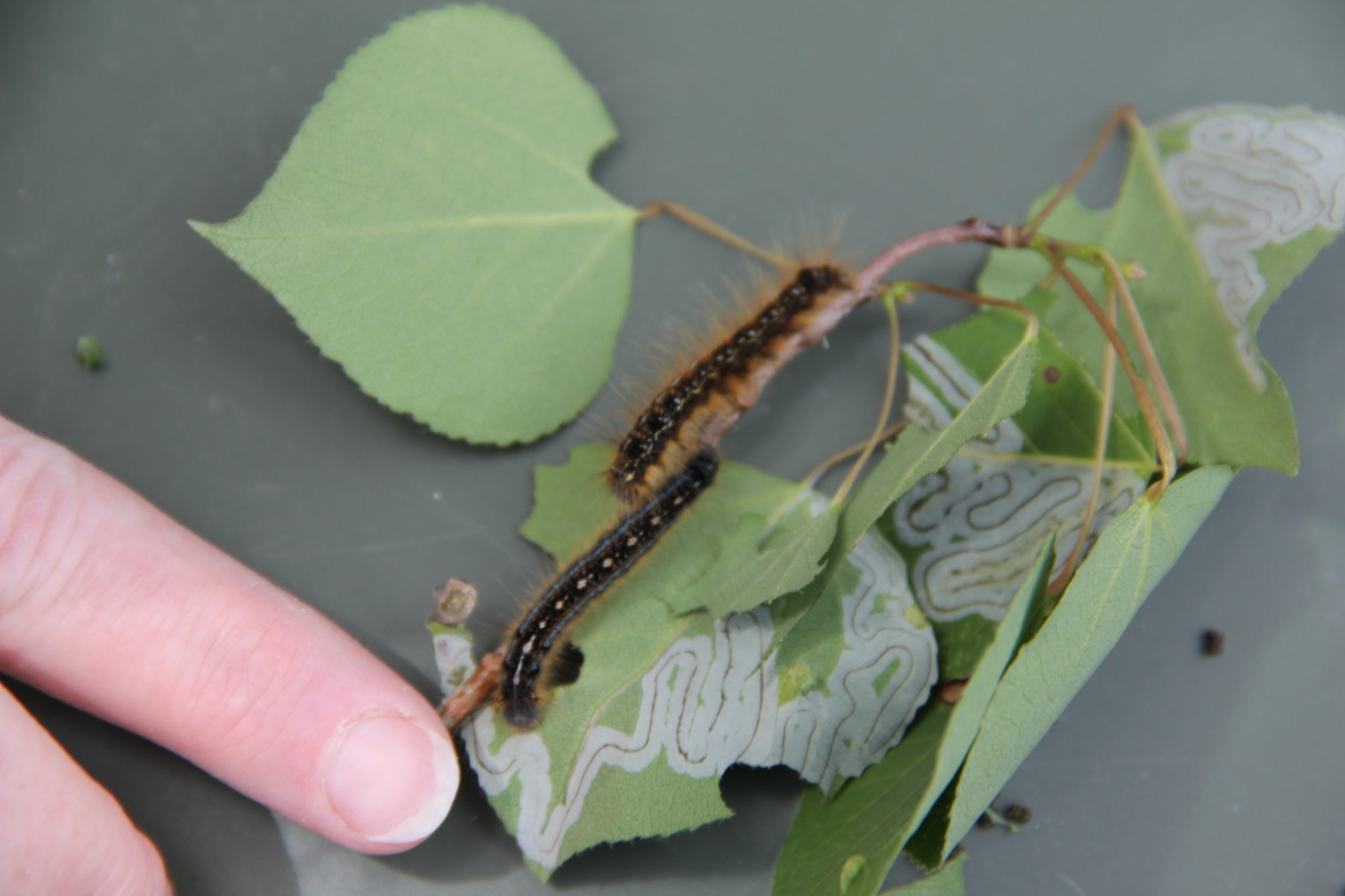 Lepidoptera Families II – UNBC BIOL 322, Entomology