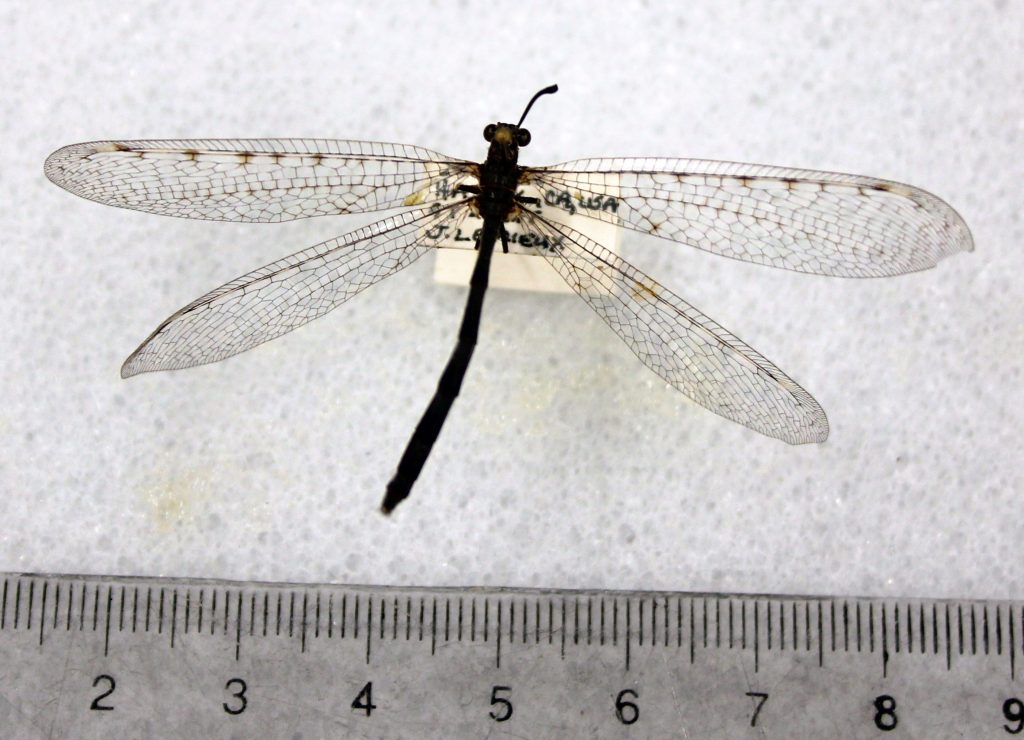 Neuroptera – UNBC BIOL 322, Entomology