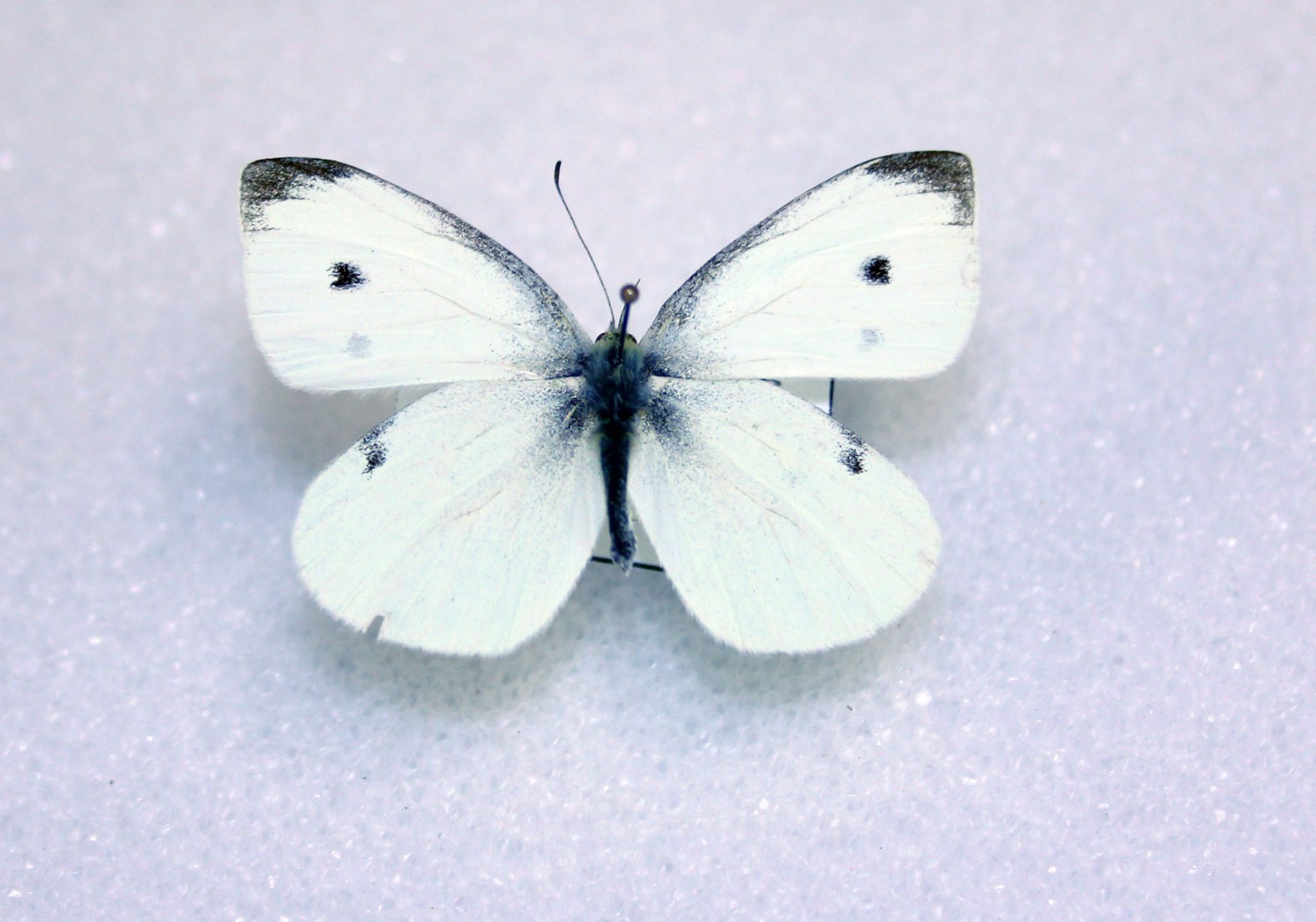 Lepidoptera Families I – UNBC BIOL 322, Entomology