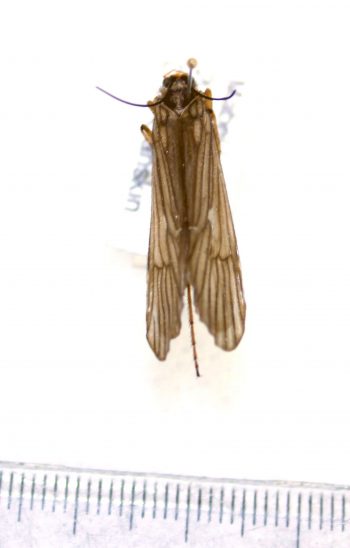 Trichoptera – UNBC BIOL 322, Entomology