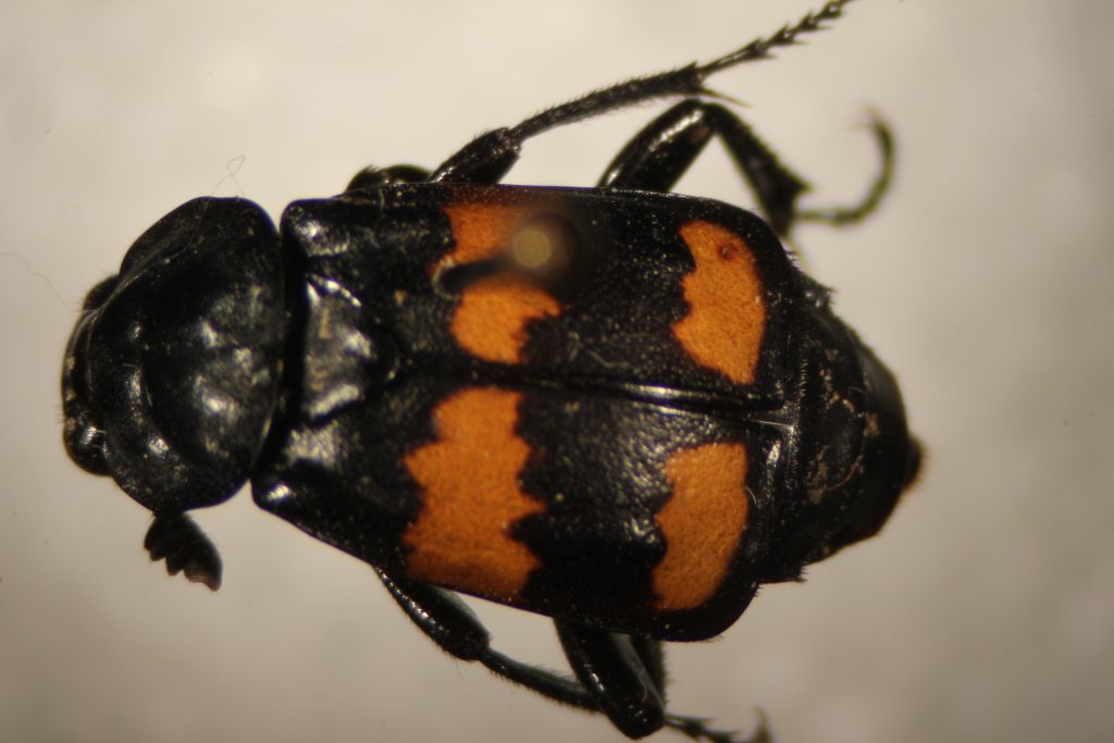 Coleoptera – Polyphaga I – UNBC BIOL 322, Entomology
