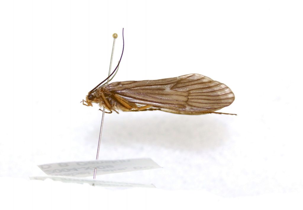 Trichoptera – UNBC BIOL 322, Entomology