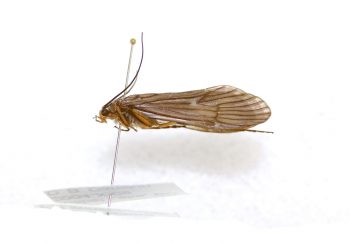 Trichoptera – UNBC BIOL 322, Entomology