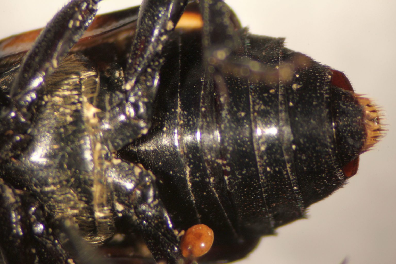 Coleoptera – Polyphaga I – UNBC BIOL 322, Entomology