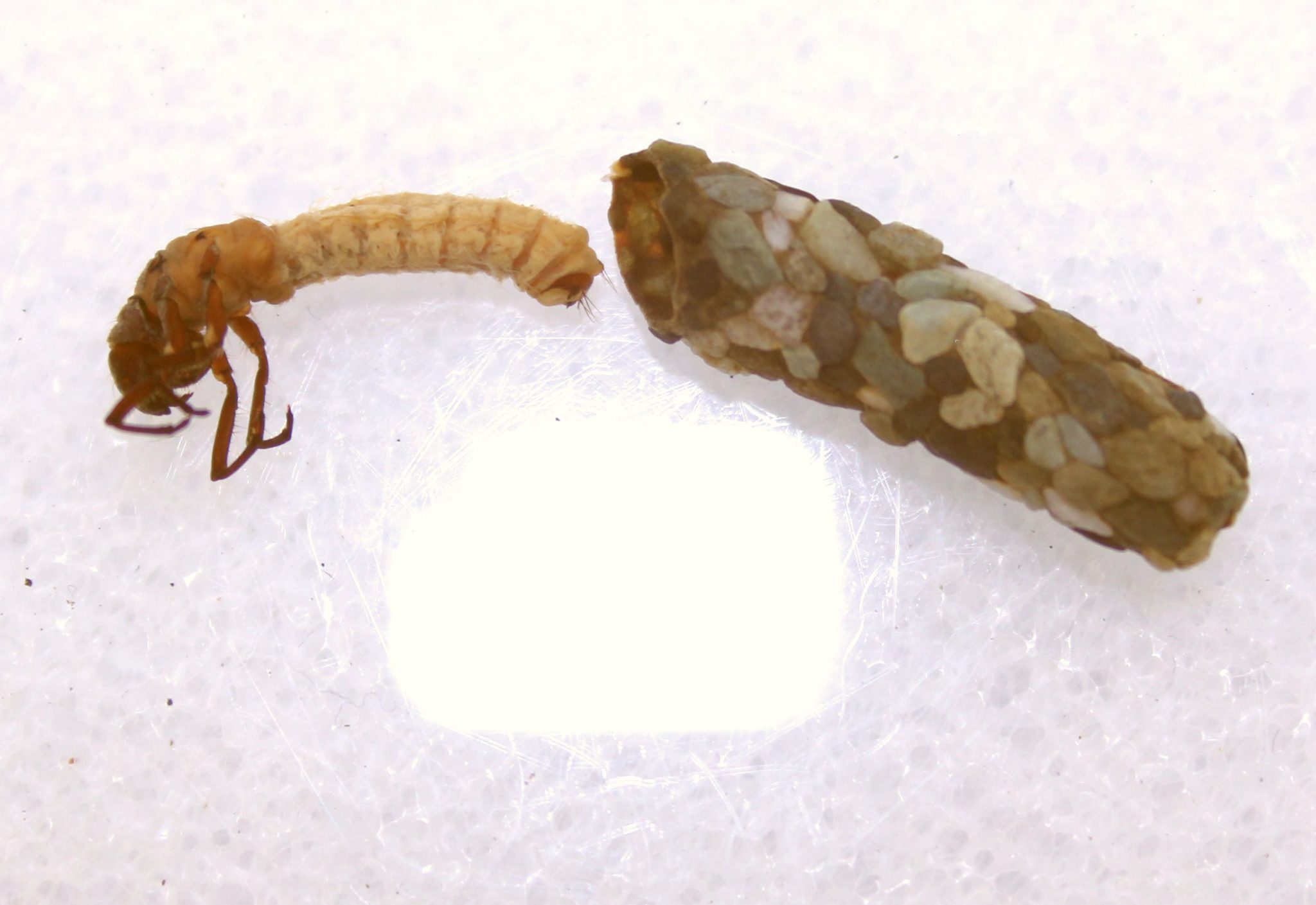 Trichoptera – UNBC BIOL 322, Entomology