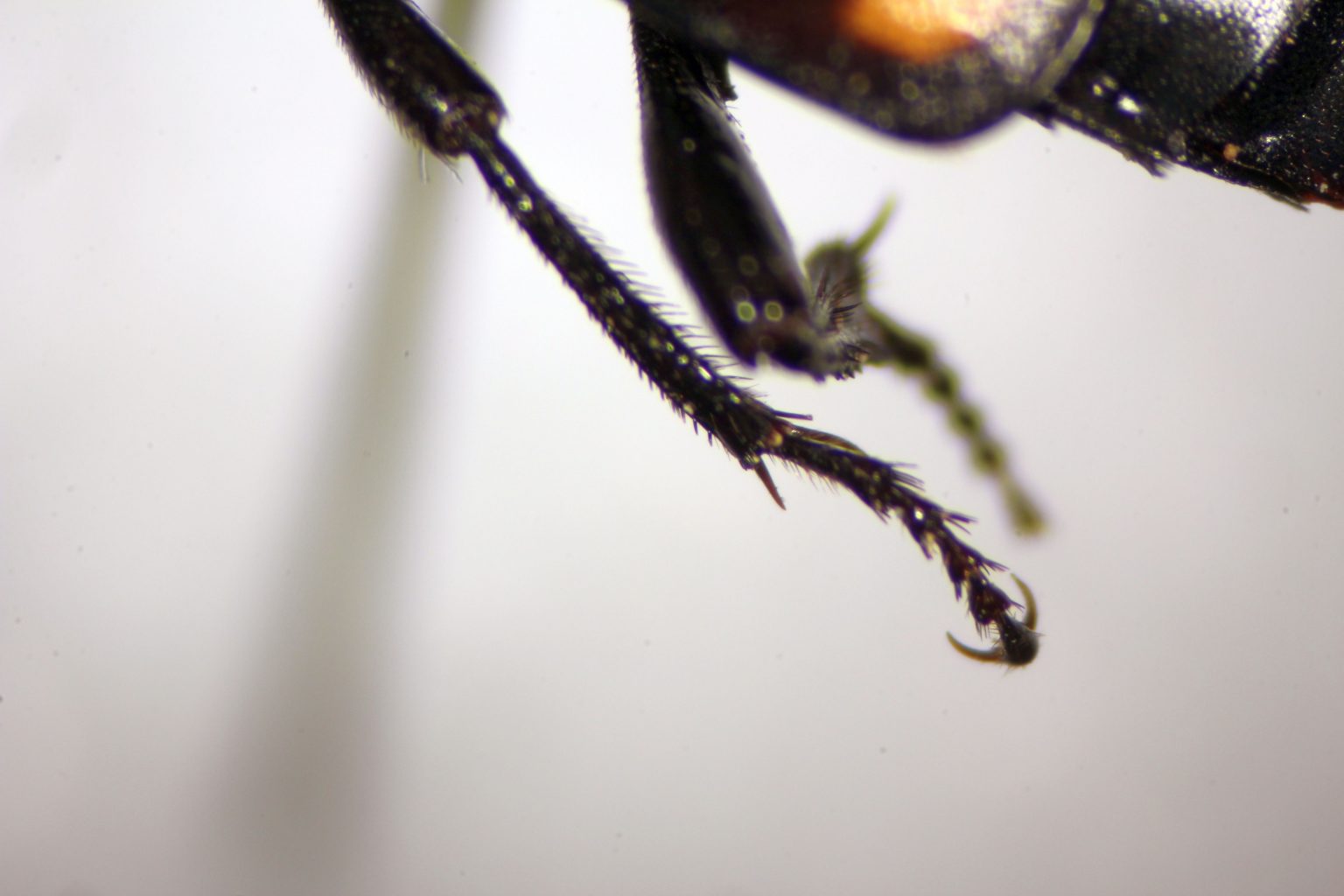 Coleoptera – Polyphaga I – UNBC BIOL 322, Entomology