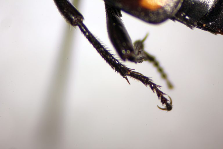 Coleoptera – Polyphaga I – UNBC BIOL 322, Entomology