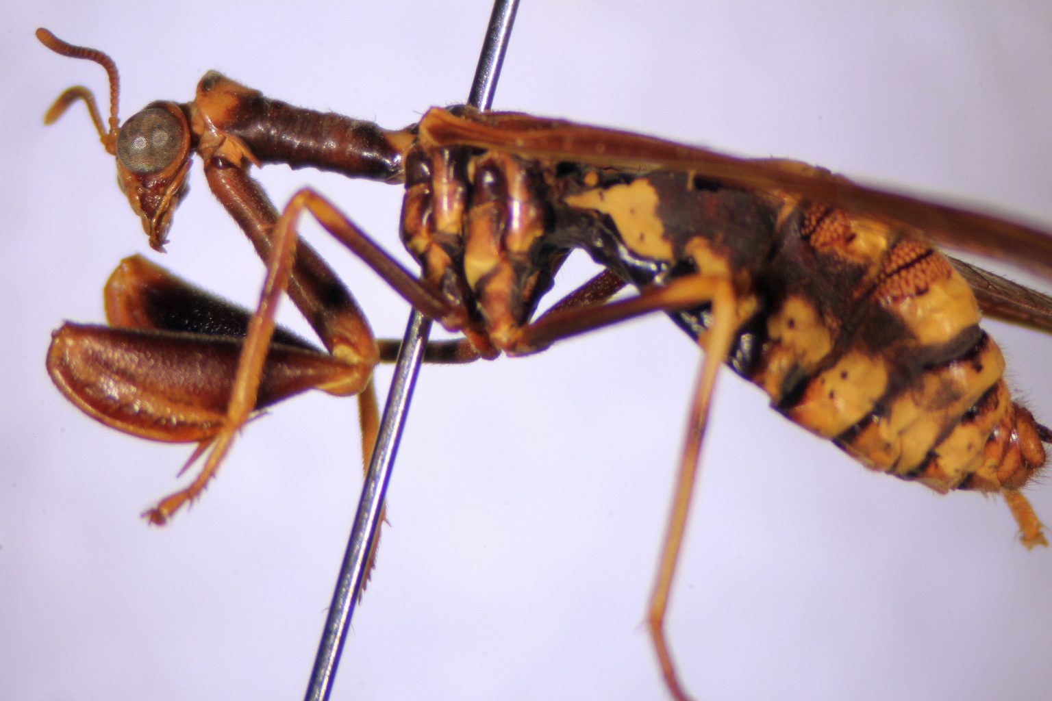 Neuroptera – UNBC BIOL 322, Entomology