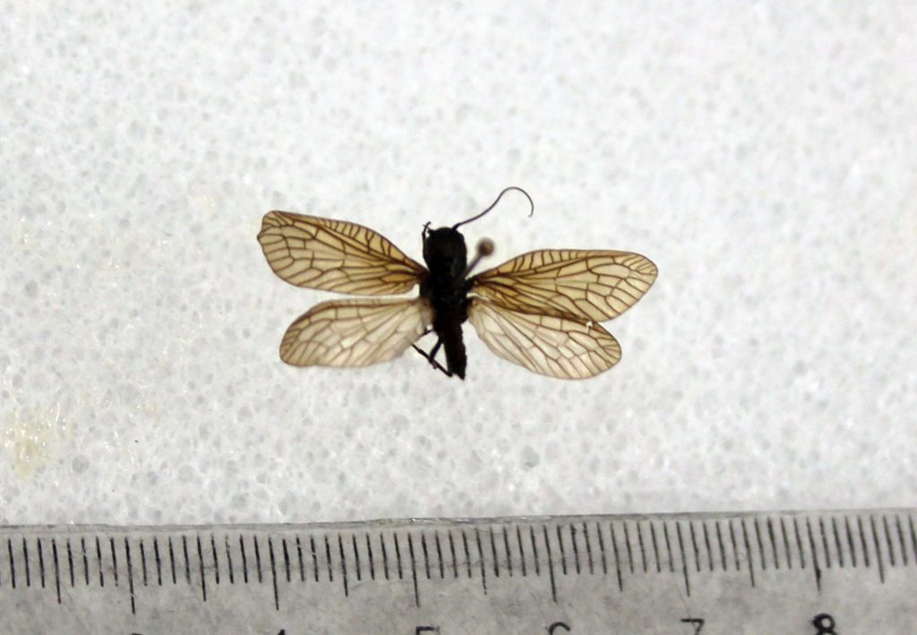 Megaloptera – UNBC BIOL 322, Entomology