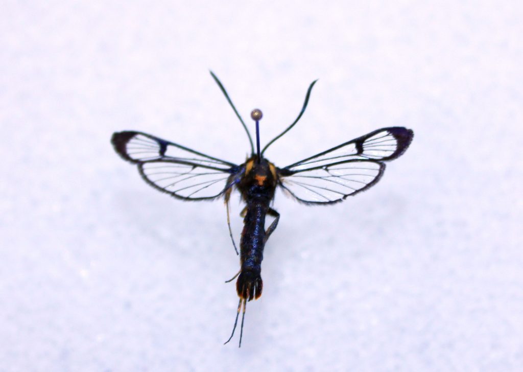 Lepidoptera Families I – UNBC BIOL 322, Entomology