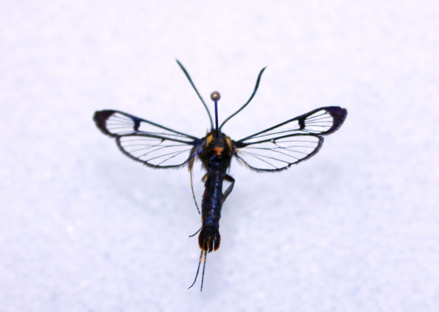 Lepidoptera Families I – UNBC BIOL 322, Entomology