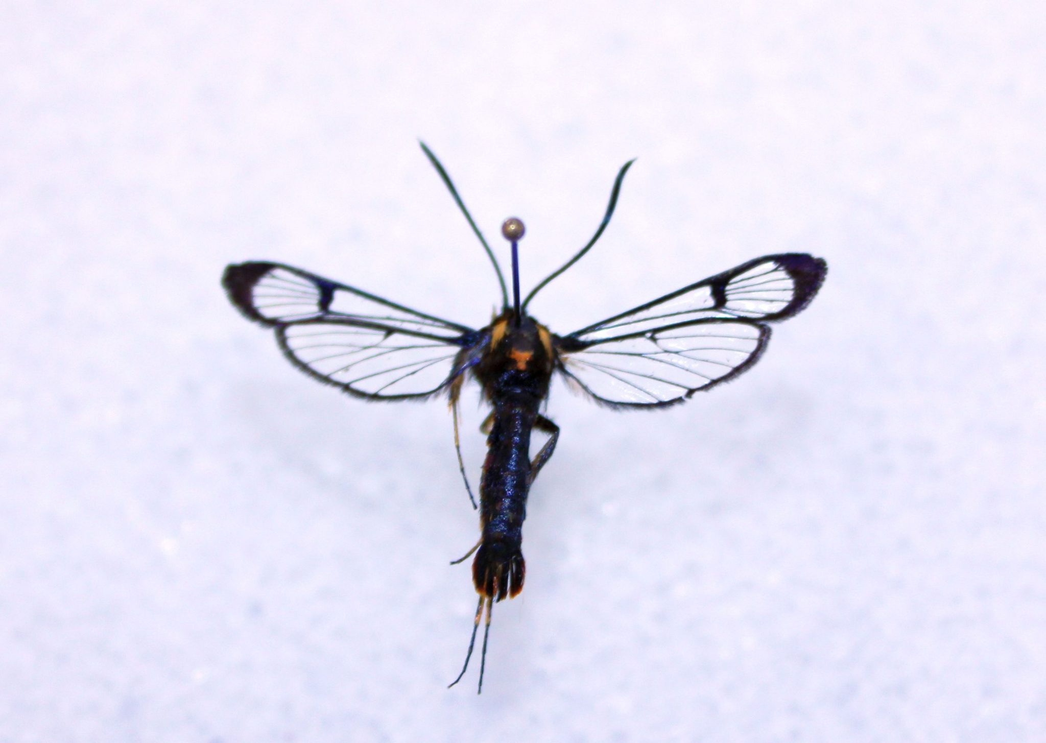 Lepidoptera Families I – UNBC BIOL 322, Entomology