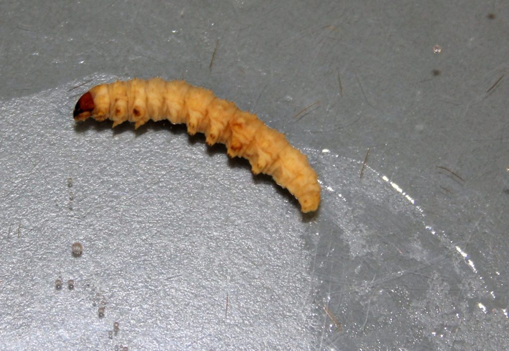 Lepidoptera Families I – UNBC BIOL 322, Entomology