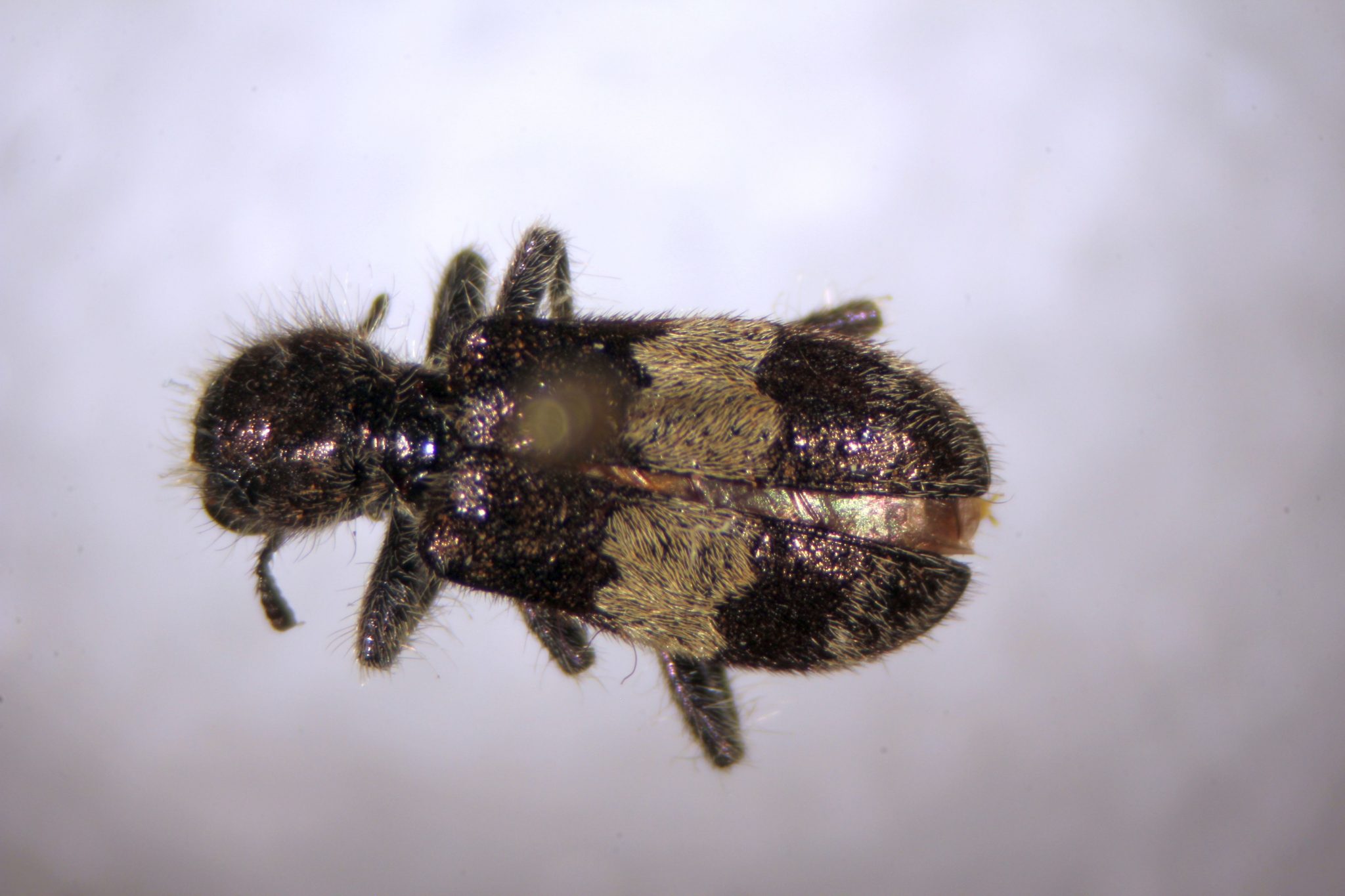 Coleoptera – Polyphaga II – UNBC BIOL 322, Entomology