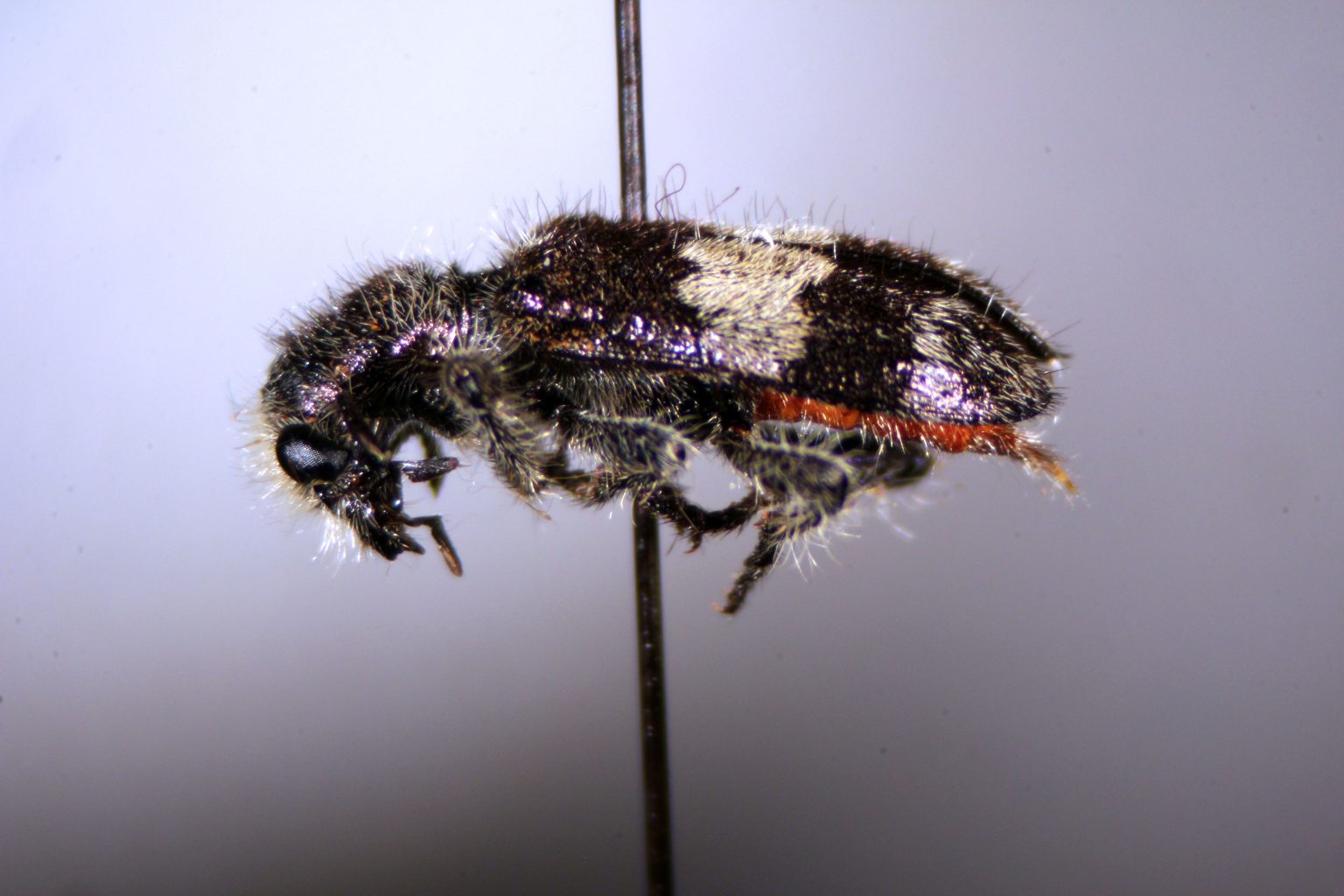 Coleoptera – Polyphaga II – UNBC BIOL 322, Entomology