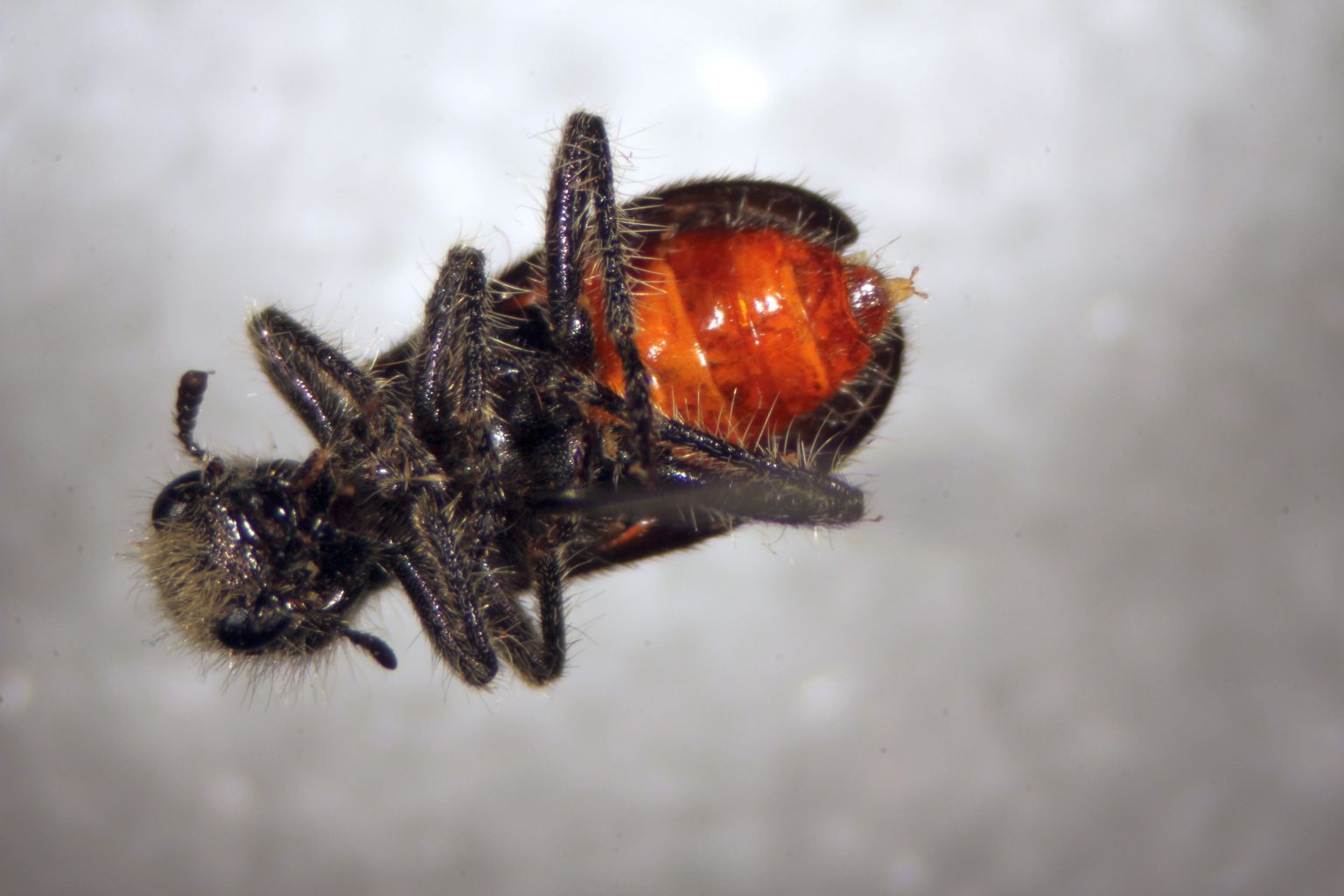 Coleoptera – Polyphaga II – UNBC BIOL 322, Entomology