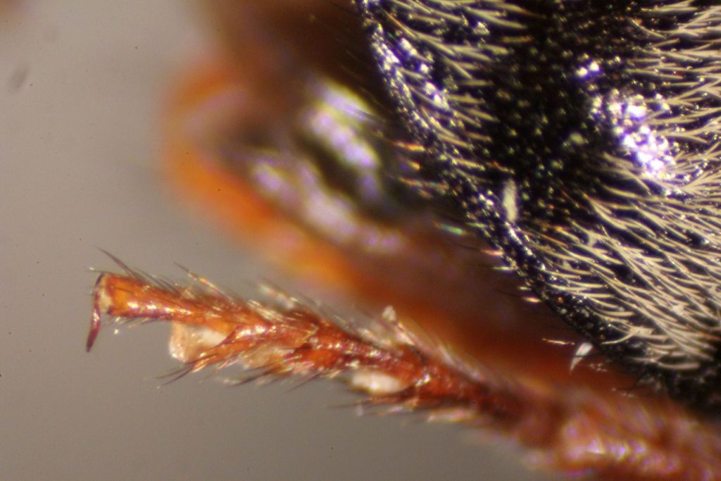 Coleoptera – Polyphaga II – UNBC BIOL 322, Entomology