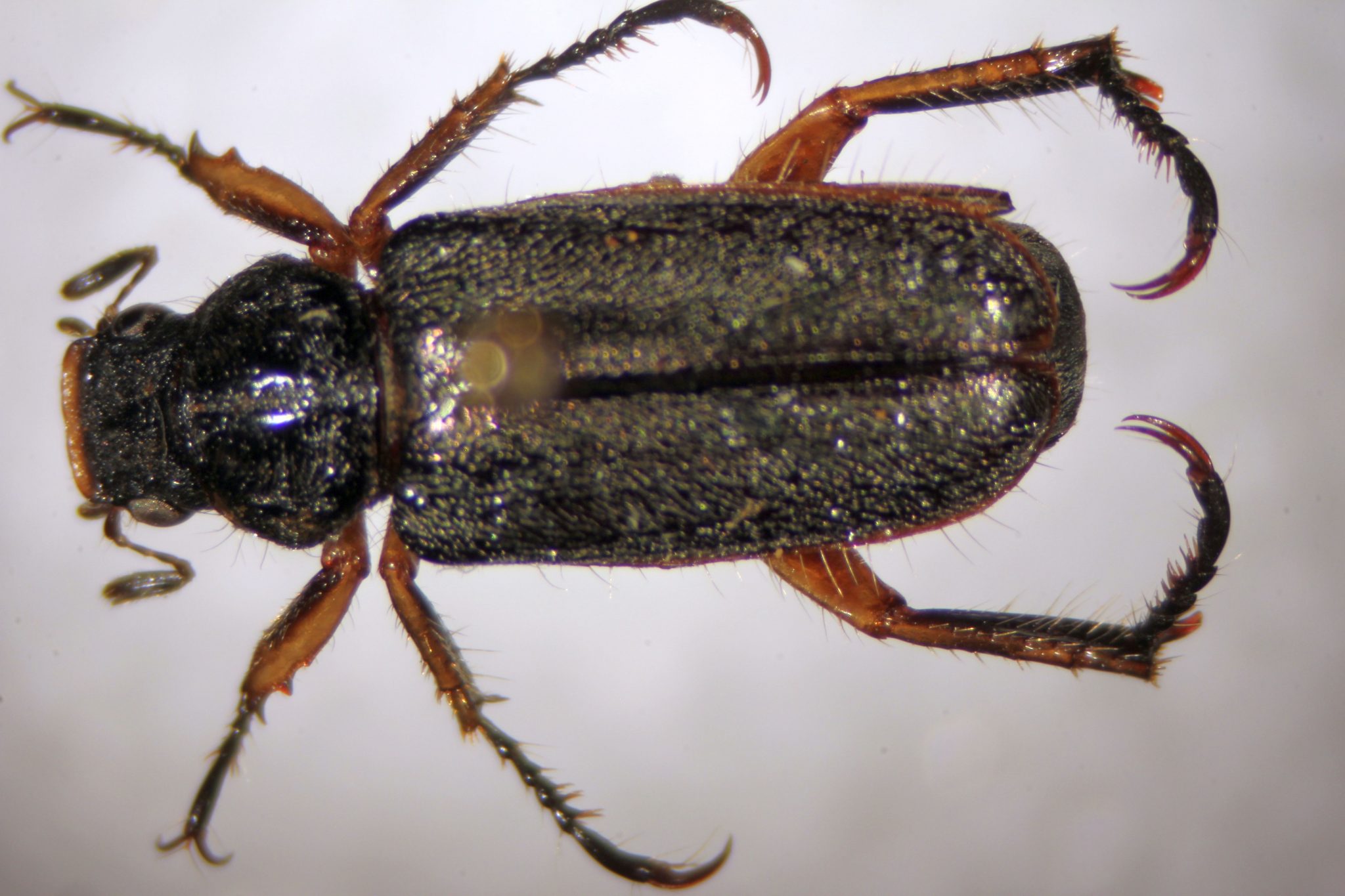 Coleoptera – Polyphaga I – UNBC BIOL 322, Entomology