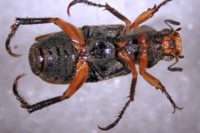 Coleoptera – Polyphaga I – UNBC BIOL 322, Entomology