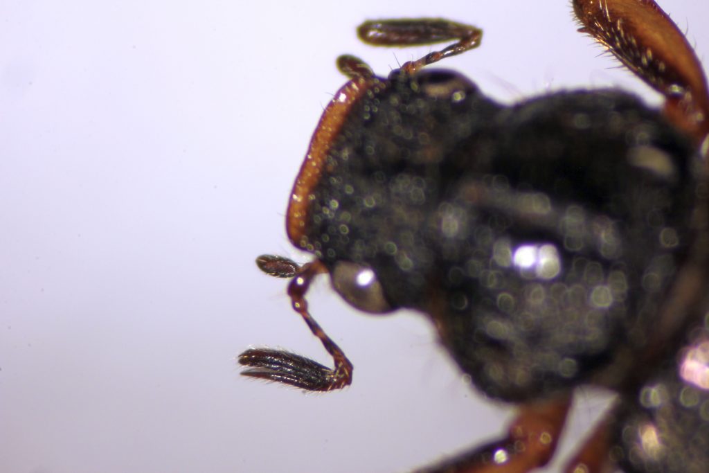 Coleoptera – Polyphaga I – UNBC BIOL 322, Entomology