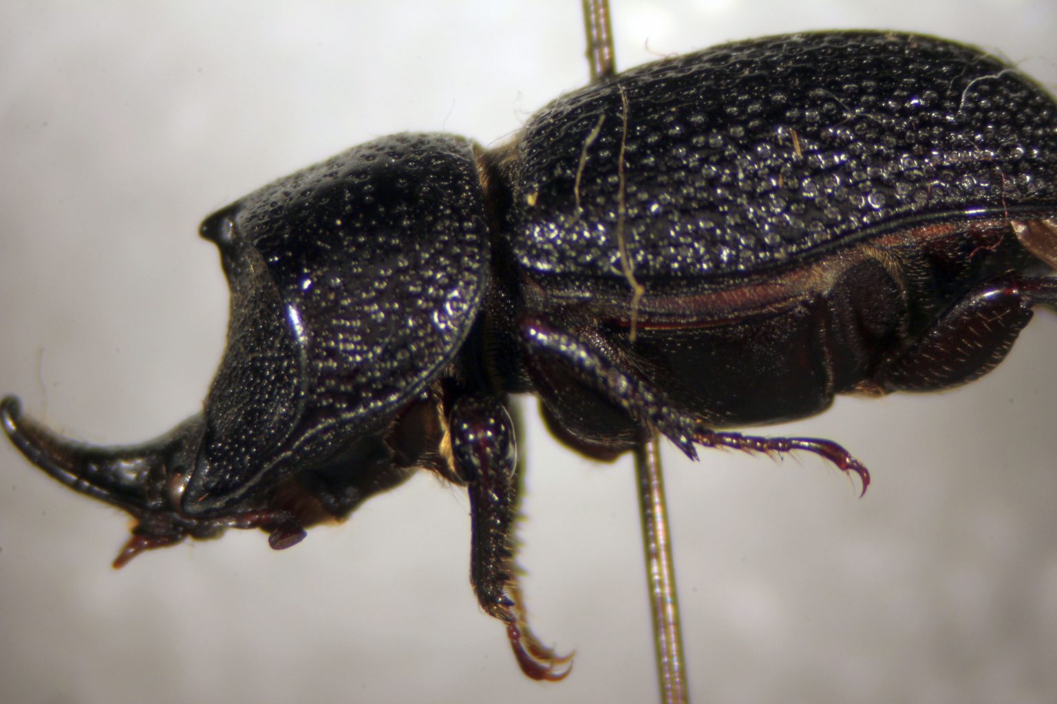 Coleoptera – Polyphaga I – UNBC BIOL 322, Entomology