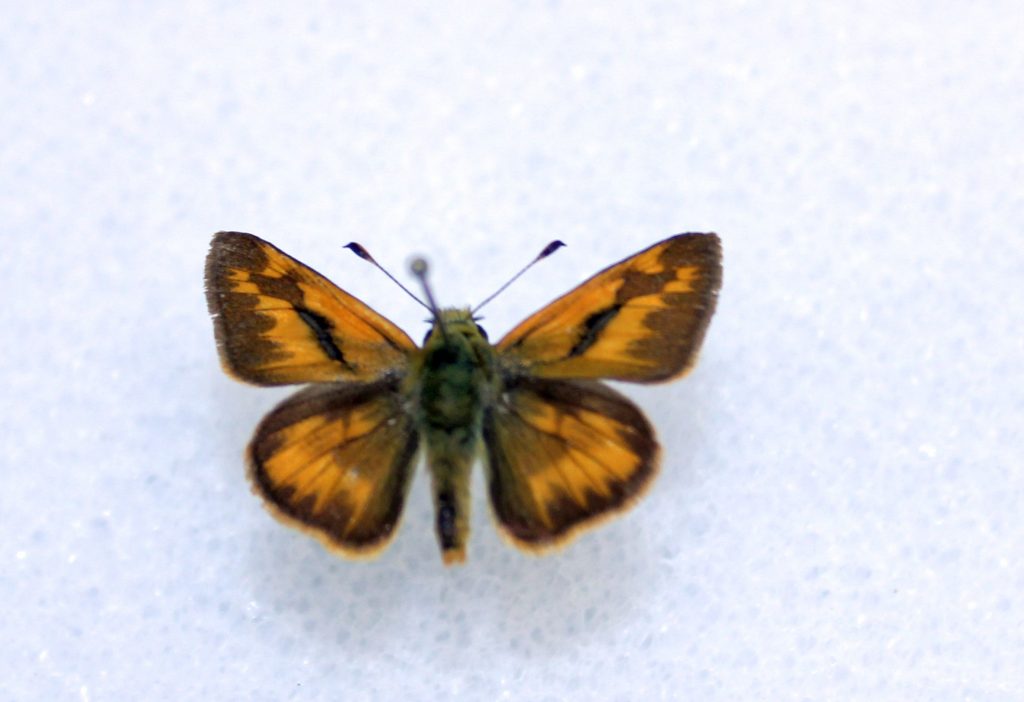 Lepidoptera Families I – UNBC BIOL 322, Entomology