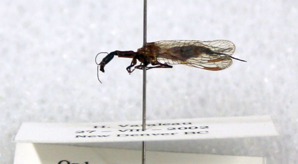 Raphidioptera – UNBC BIOL 322, Entomology