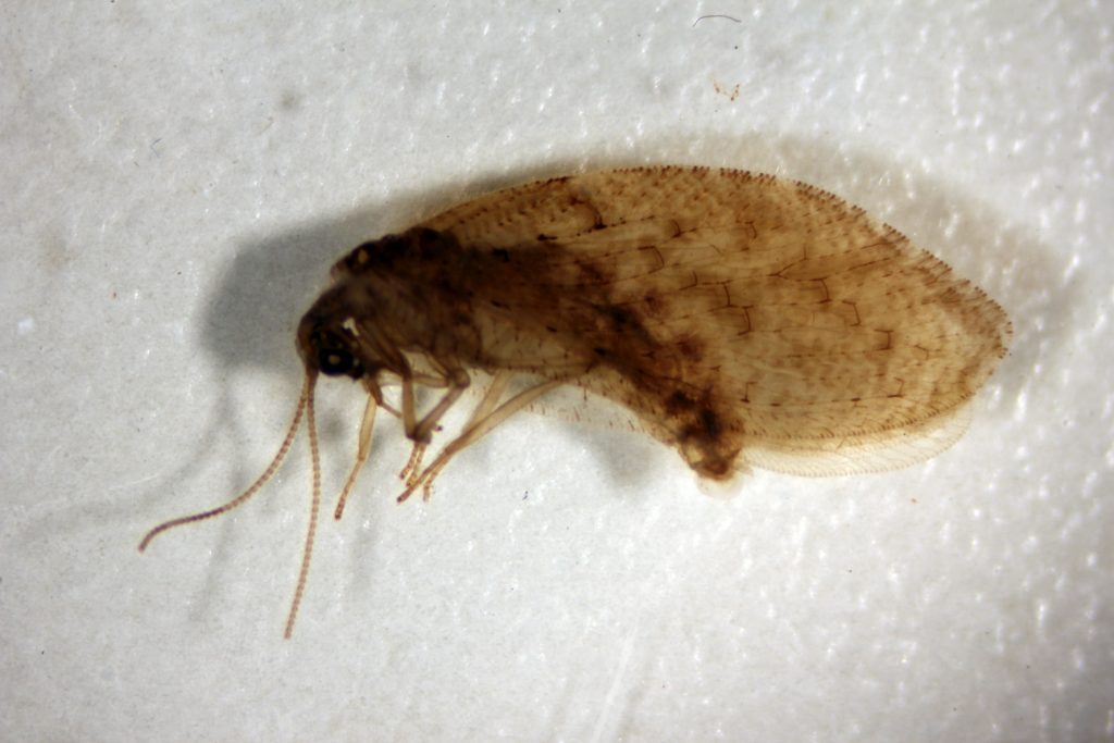 Neuroptera – UNBC BIOL 322, Entomology