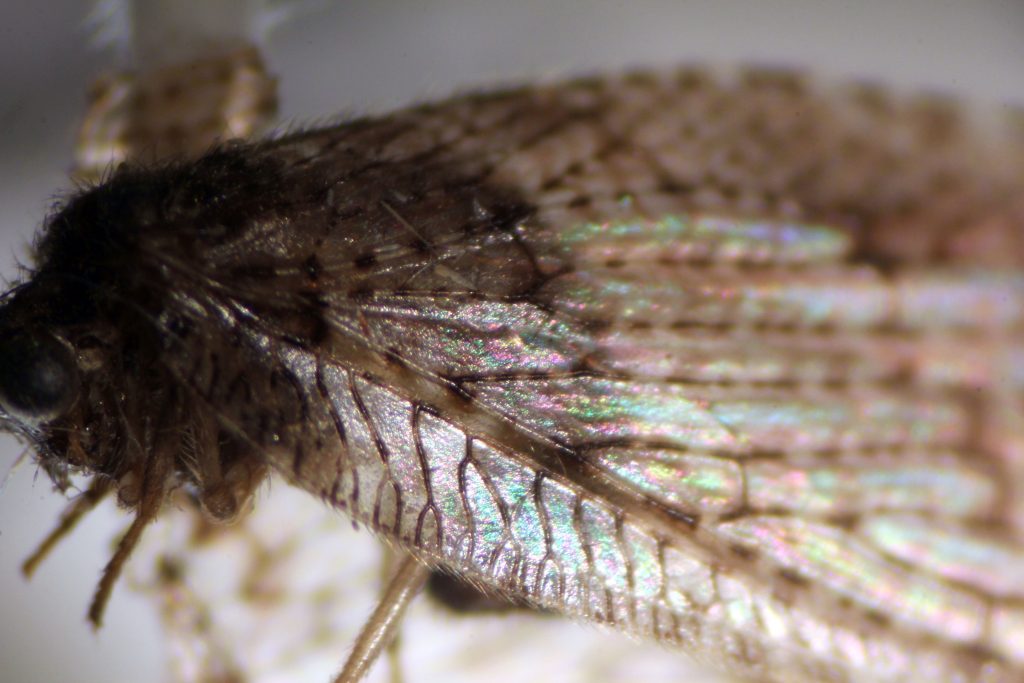 Neuroptera – UNBC BIOL 322, Entomology