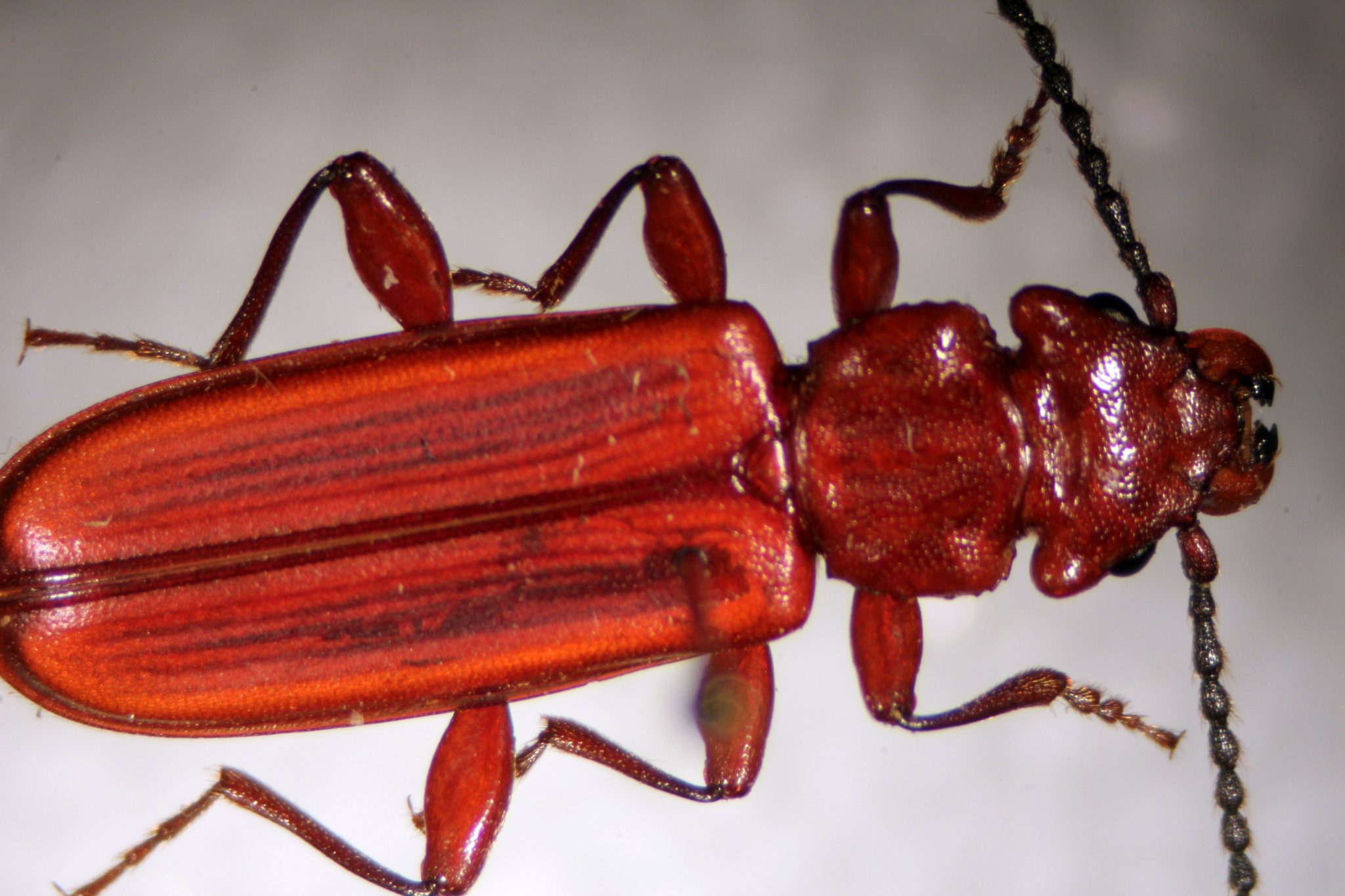 Coleoptera – Polyphaga II – UNBC BIOL 322, Entomology