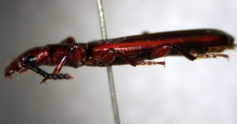 Coleoptera – Polyphaga II – UNBC BIOL 322, Entomology