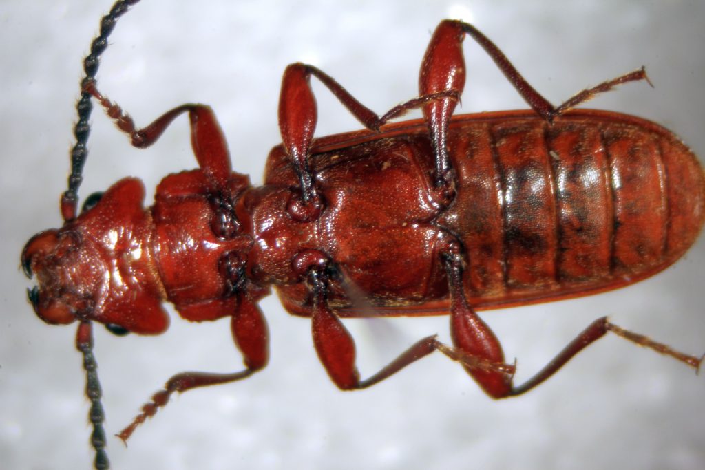 Coleoptera – Polyphaga II – UNBC BIOL 322, Entomology