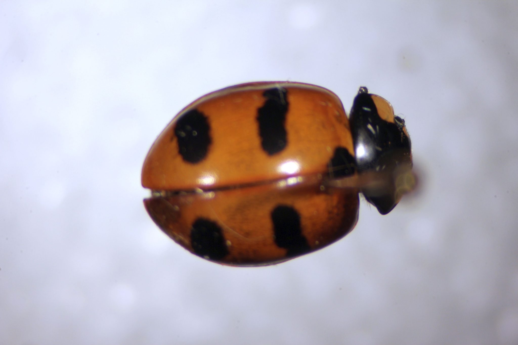 Coleoptera – Polyphaga II – UNBC BIOL 322, Entomology