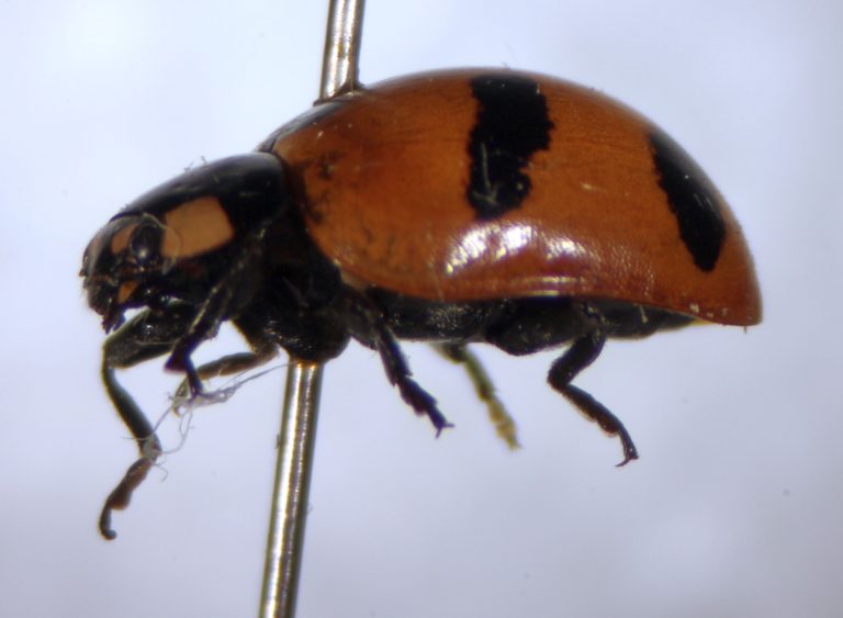 Coleoptera – Polyphaga II – UNBC BIOL 322, Entomology